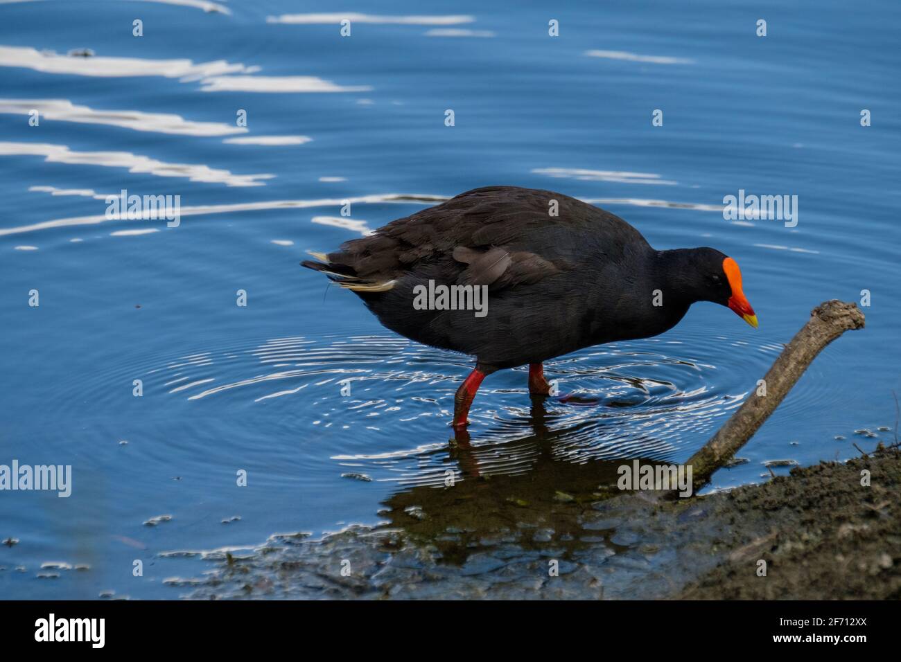 Gympie gympie hi-res stock photography and images - Alamy