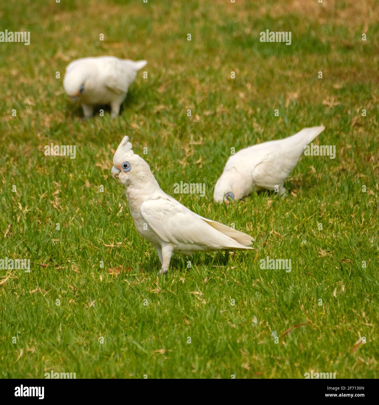 Native australian animals hi-res stock photography and images - Alamy