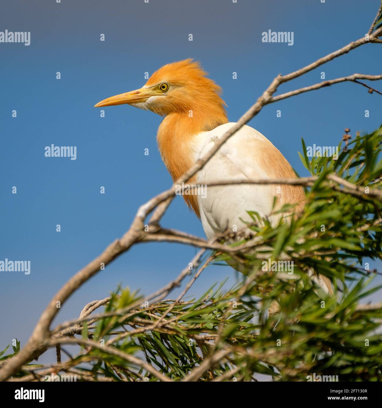 Gympie cattle hi-res stock photography and images - Alamy