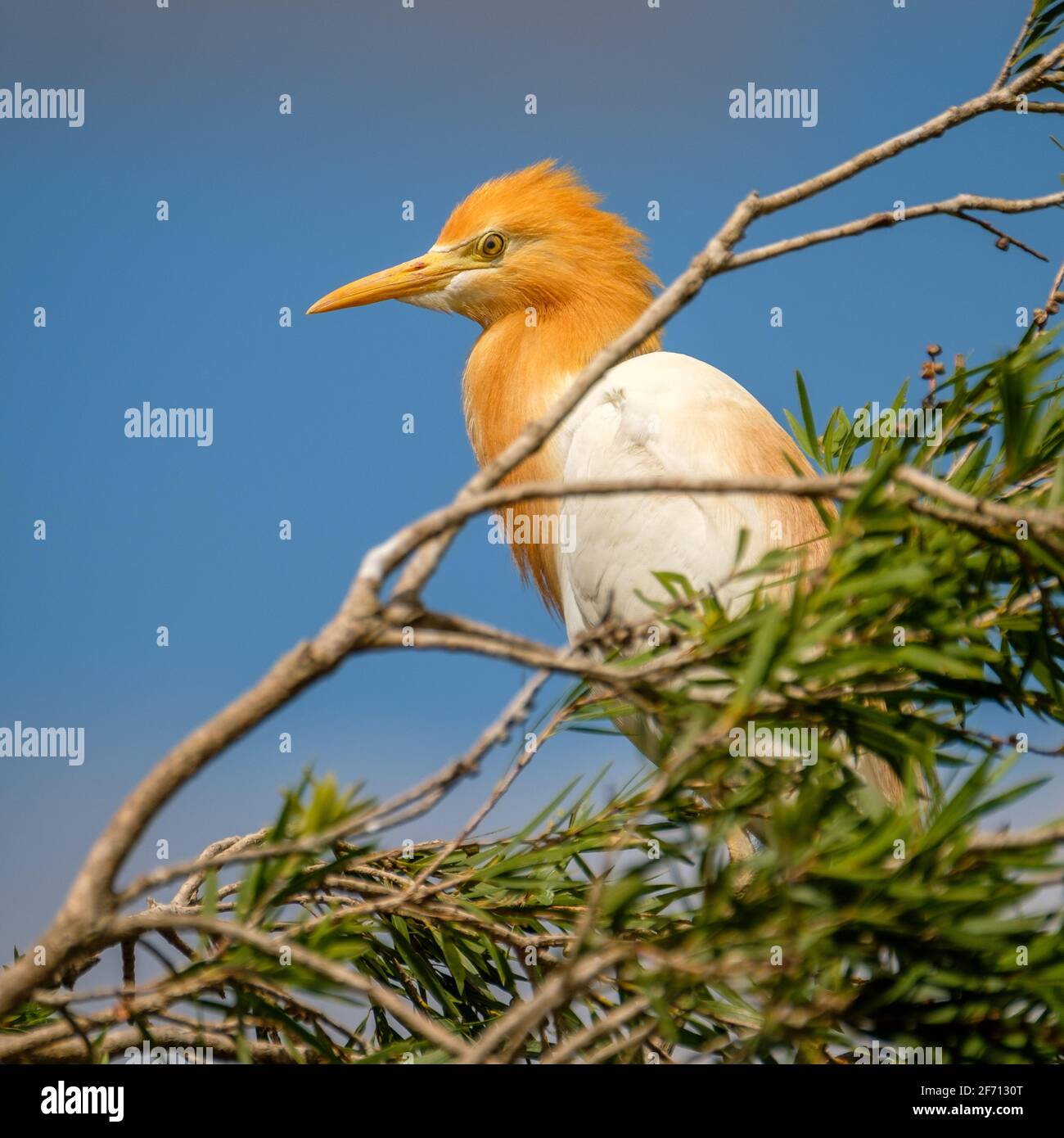 Gympie cattle hi-res stock photography and images - Alamy
