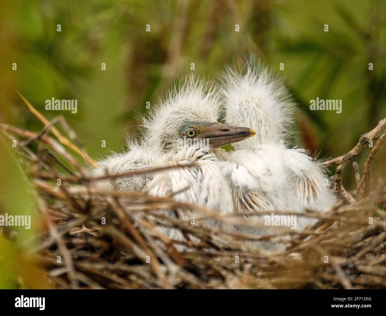 Gympie cattle hi-res stock photography and images - Alamy