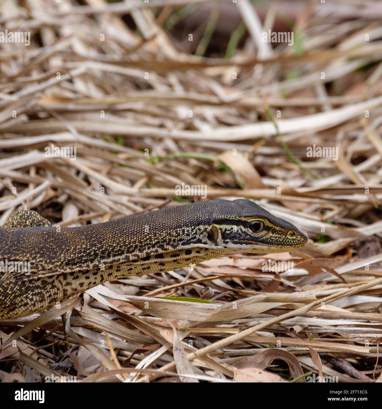 Australian Goanna High Resolution Stock Photography and Images - Alamy