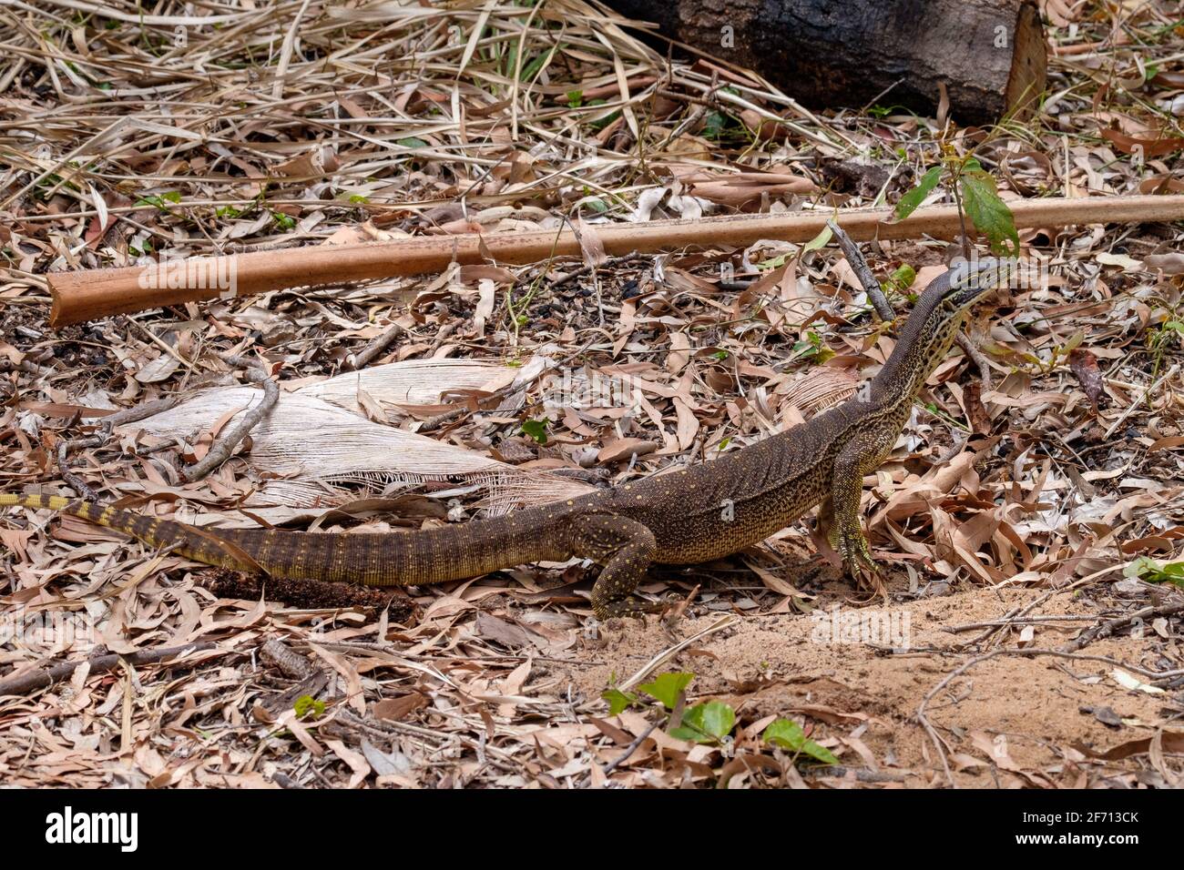 Australian Goanna High Resolution Stock Photography and Images - Alamy