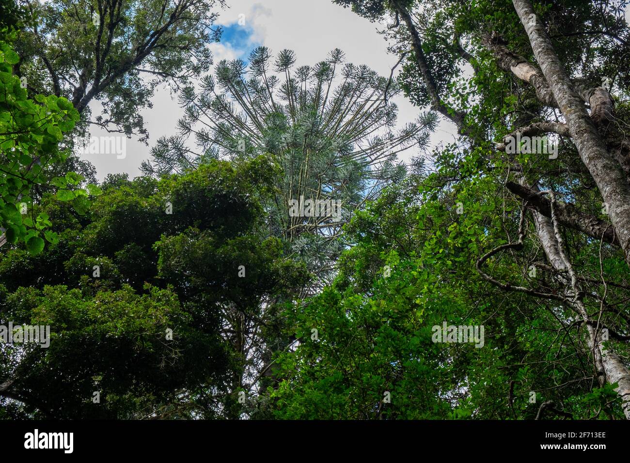 Bunya pine hi-res stock photography and images - Alamy