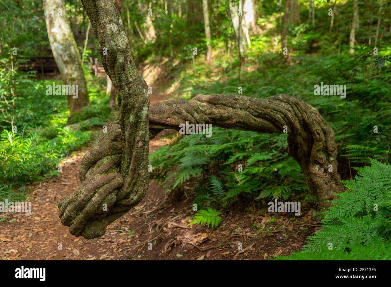 Gnarley tree hi-res stock photography and images - Alamy