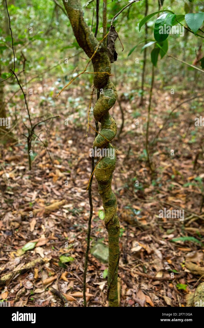 Gnarley tree hi-res stock photography and images - Alamy