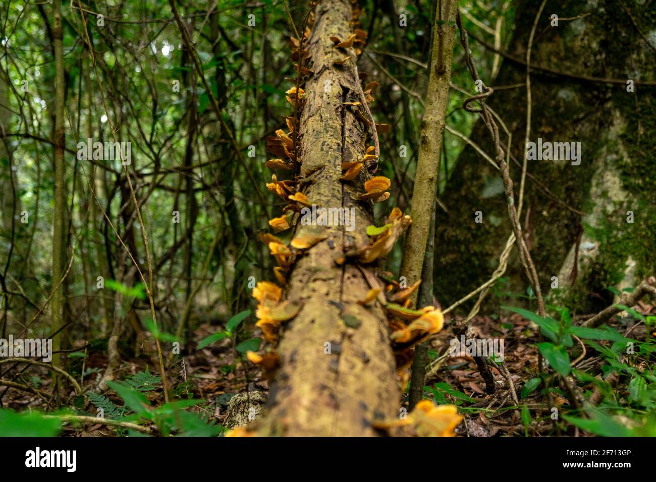 Rainforest fungi fungus log hi-res stock photography and images - Alamy