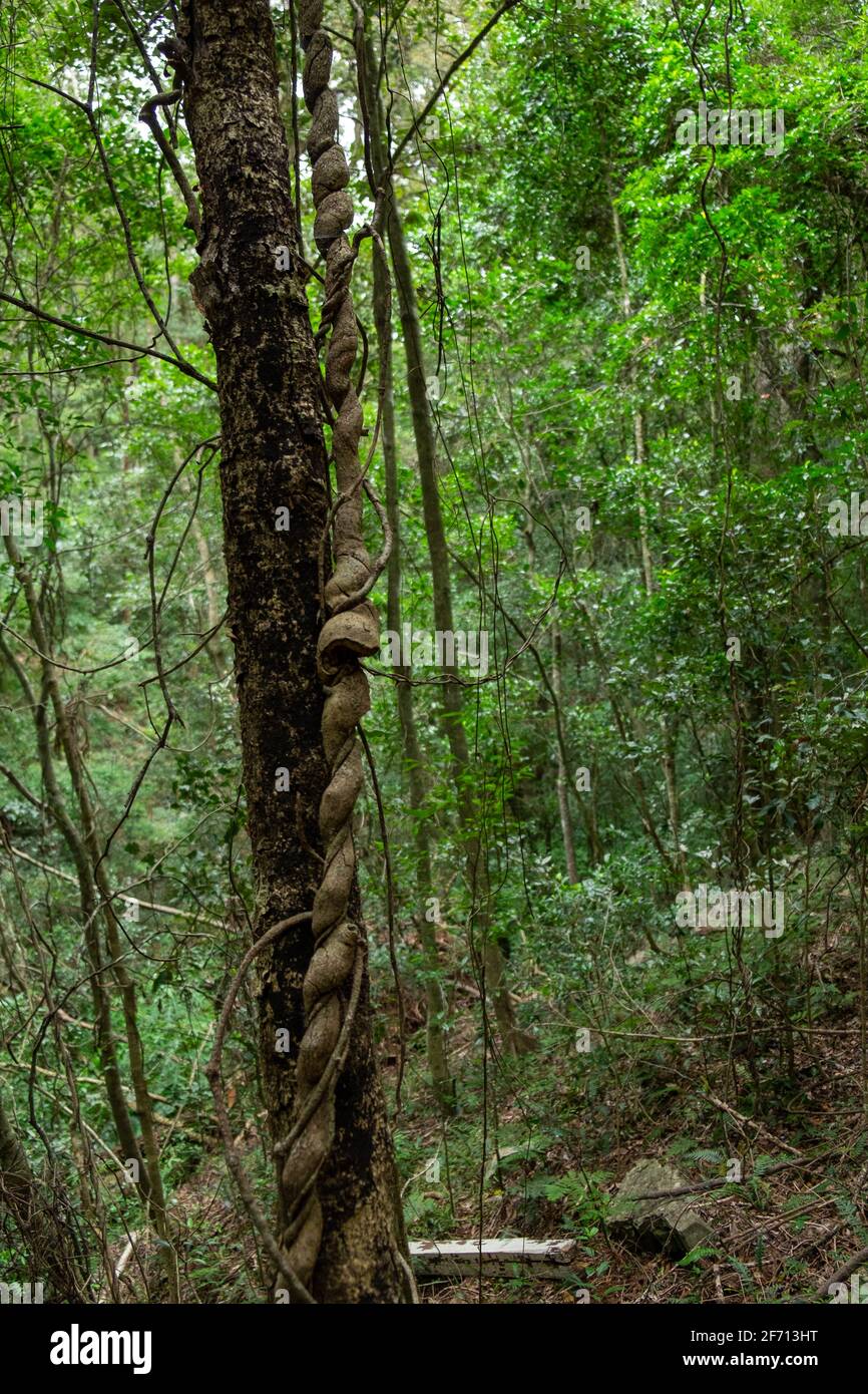 Gnarley tree hi-res stock photography and images - Alamy