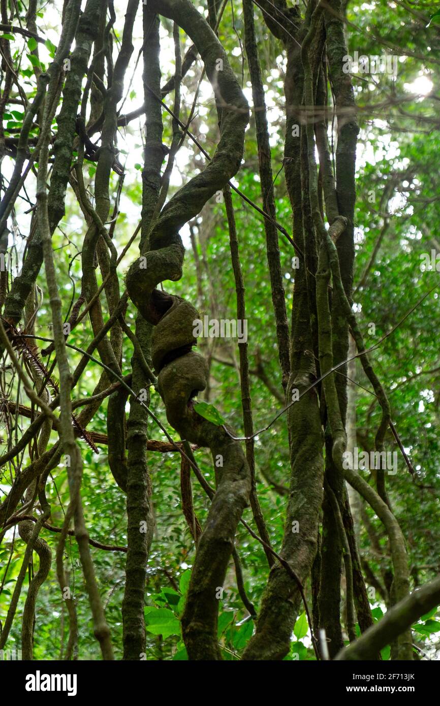 Gnarley tree hi-res stock photography and images - Alamy