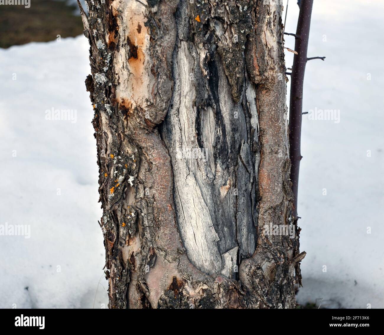 Apple tree trunk with damaged bark and dried wood Stock Photo - Alamy