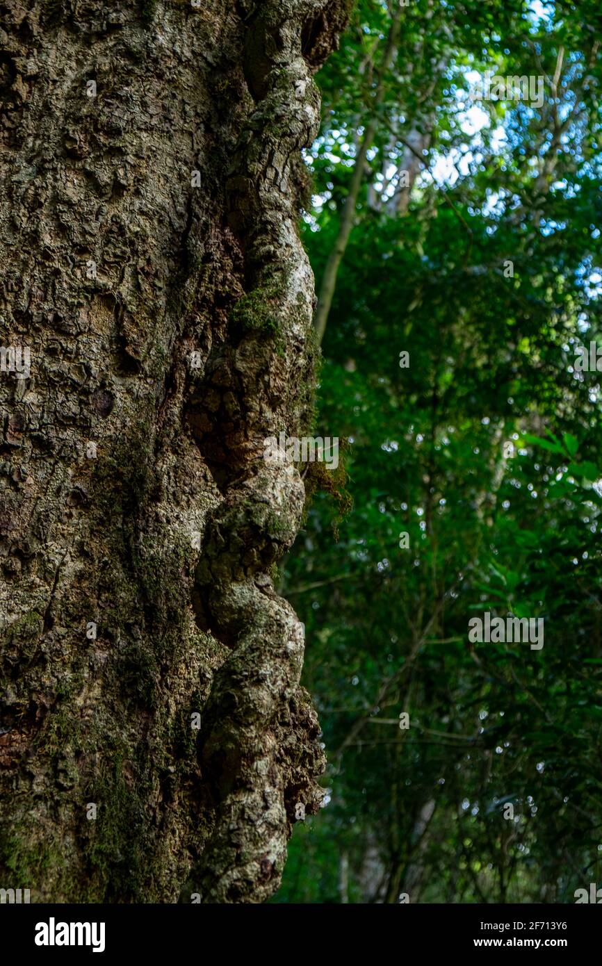 Gnarley tree hi-res stock photography and images - Alamy