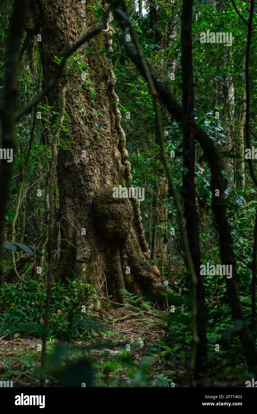 Trails of Bunya Mountains Stock Photo - Alamy