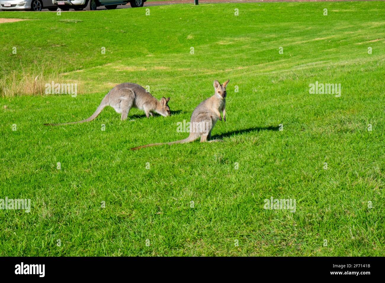 Australian wallabies hi-res stock photography and images - Alamy