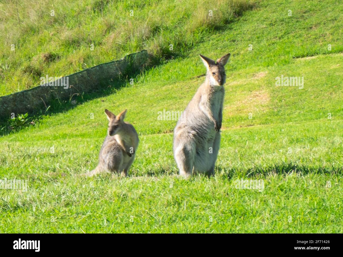 Wallabies jumping hi-res stock photography and images - Alamy