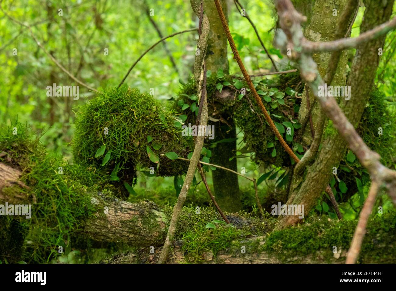 Gnarley tree hi-res stock photography and images - Alamy