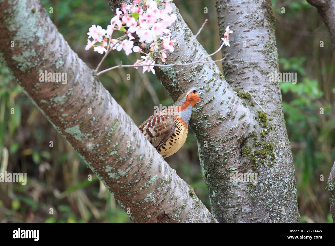 Chinese bamboo partridge (Bambusicola thoracicus thoracicus) male in ...