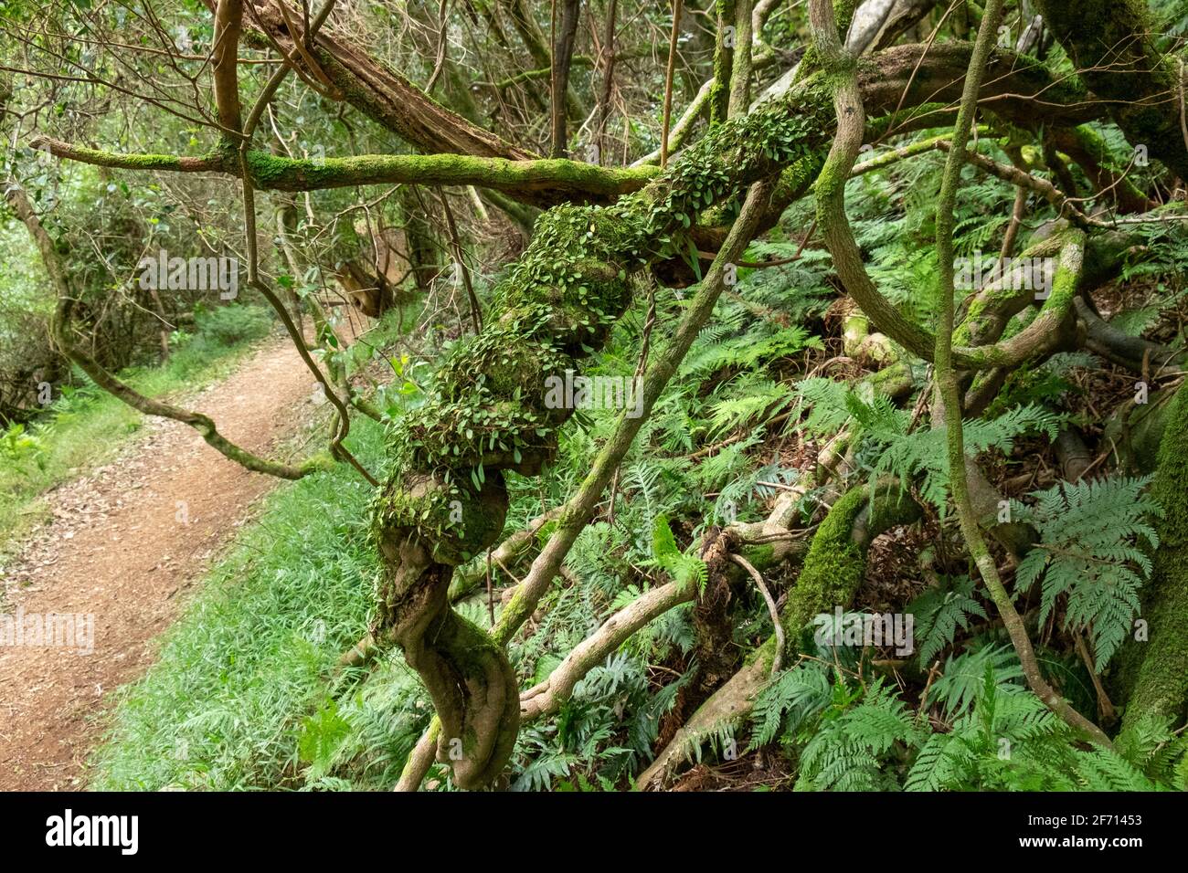 Twisted Mossy Trees Stock Photo - Alamy