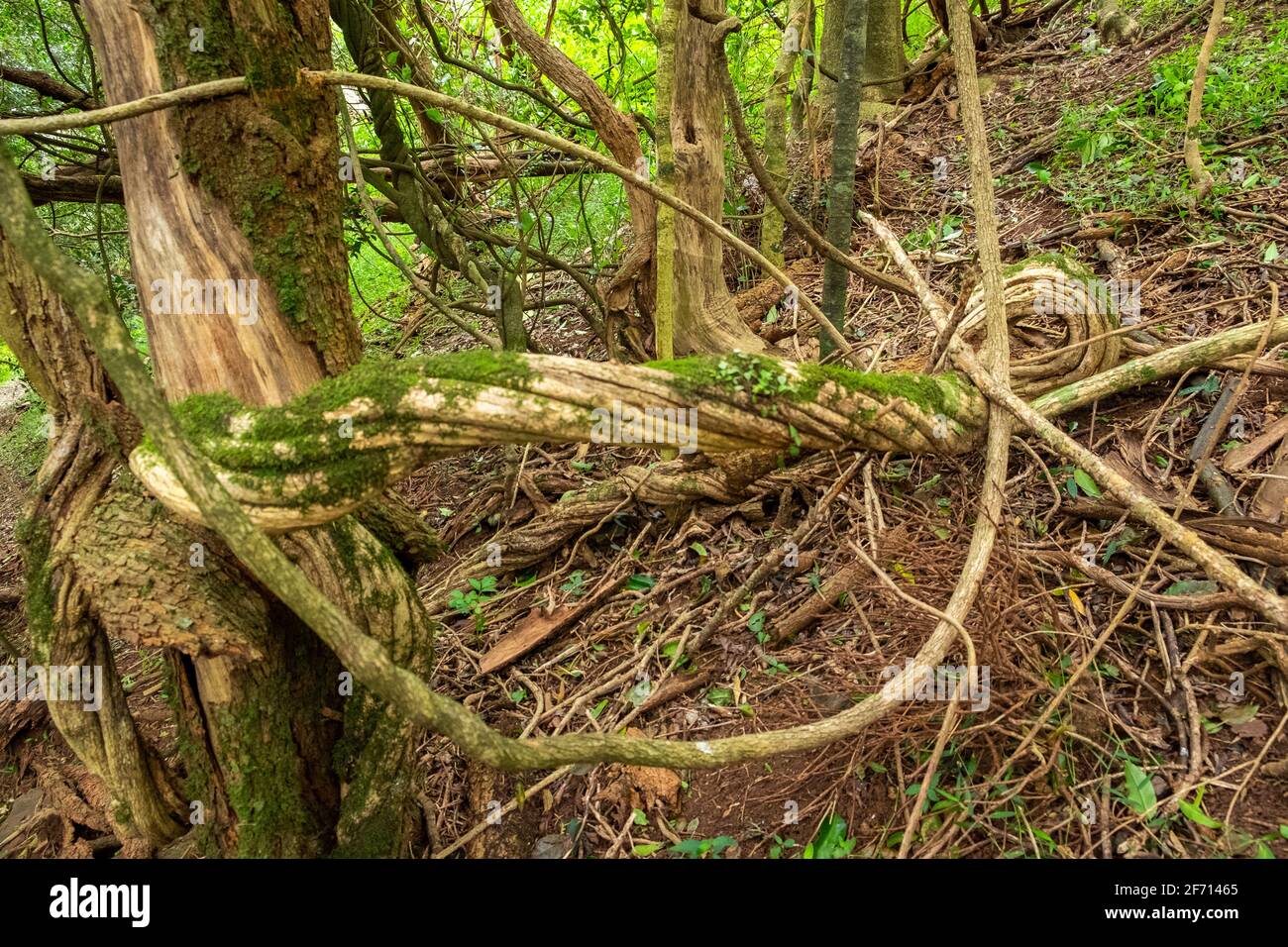 Gnarley tree hi-res stock photography and images - Alamy