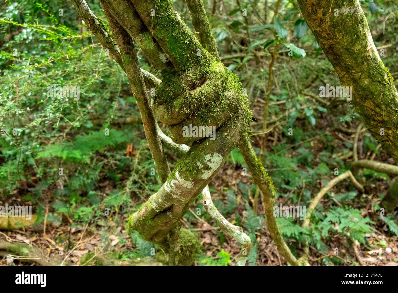 Warped trees hi-res stock photography and images - Alamy