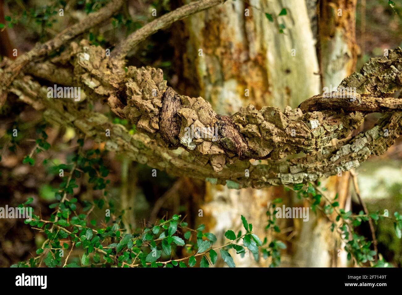 Cursed tree hi-res stock photography and images - Alamy