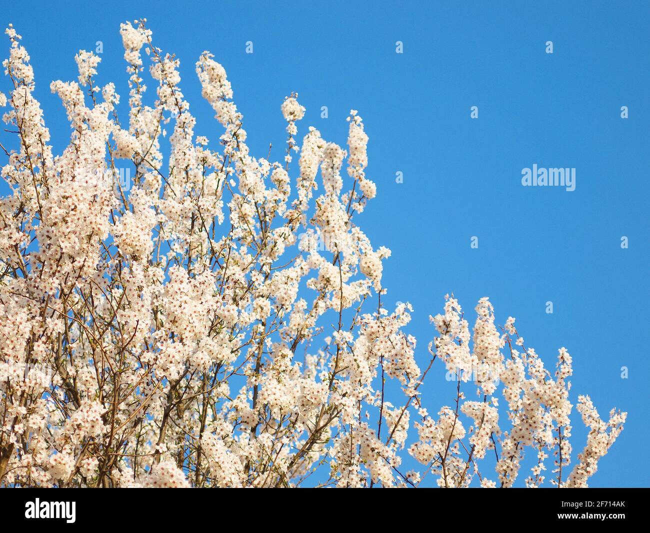 Flowering cherry tree branches under the bright morning sunlight Stock ...