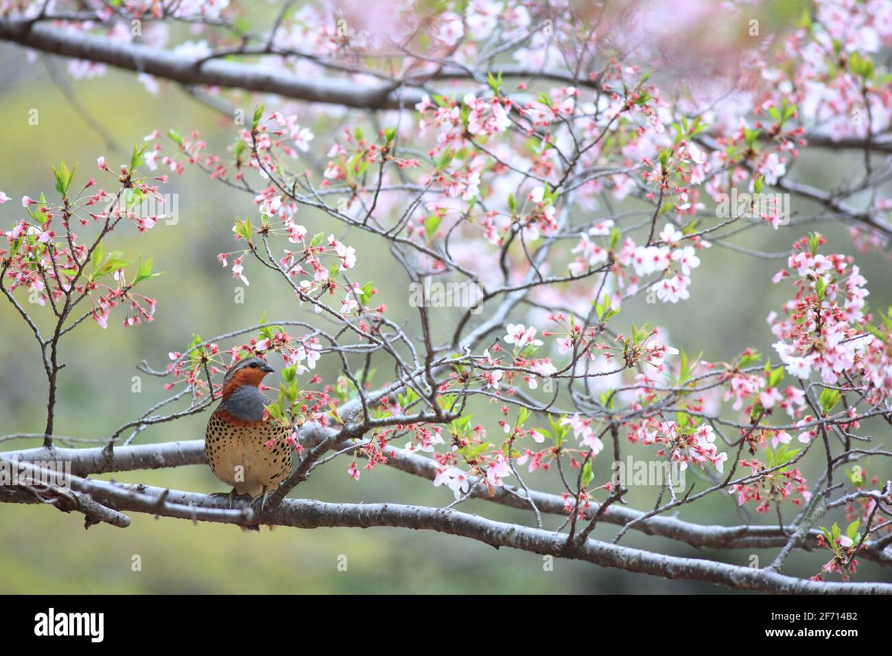 Chinese bamboo partridge (Bambusicola thoracicus thoracicus) male in ...