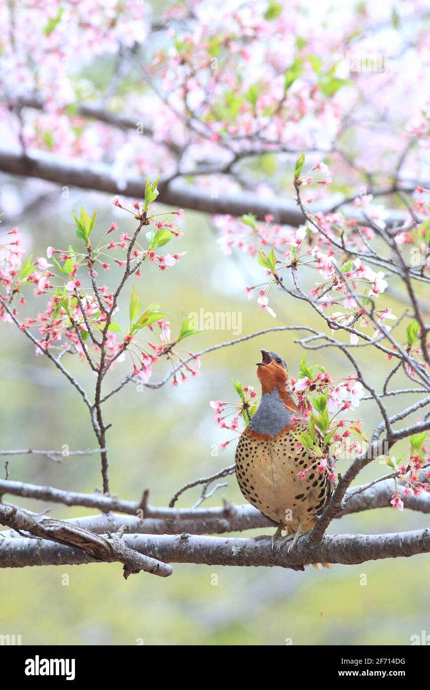 Chinese bamboo partridge (Bambusicola thoracicus thoracicus) male in ...