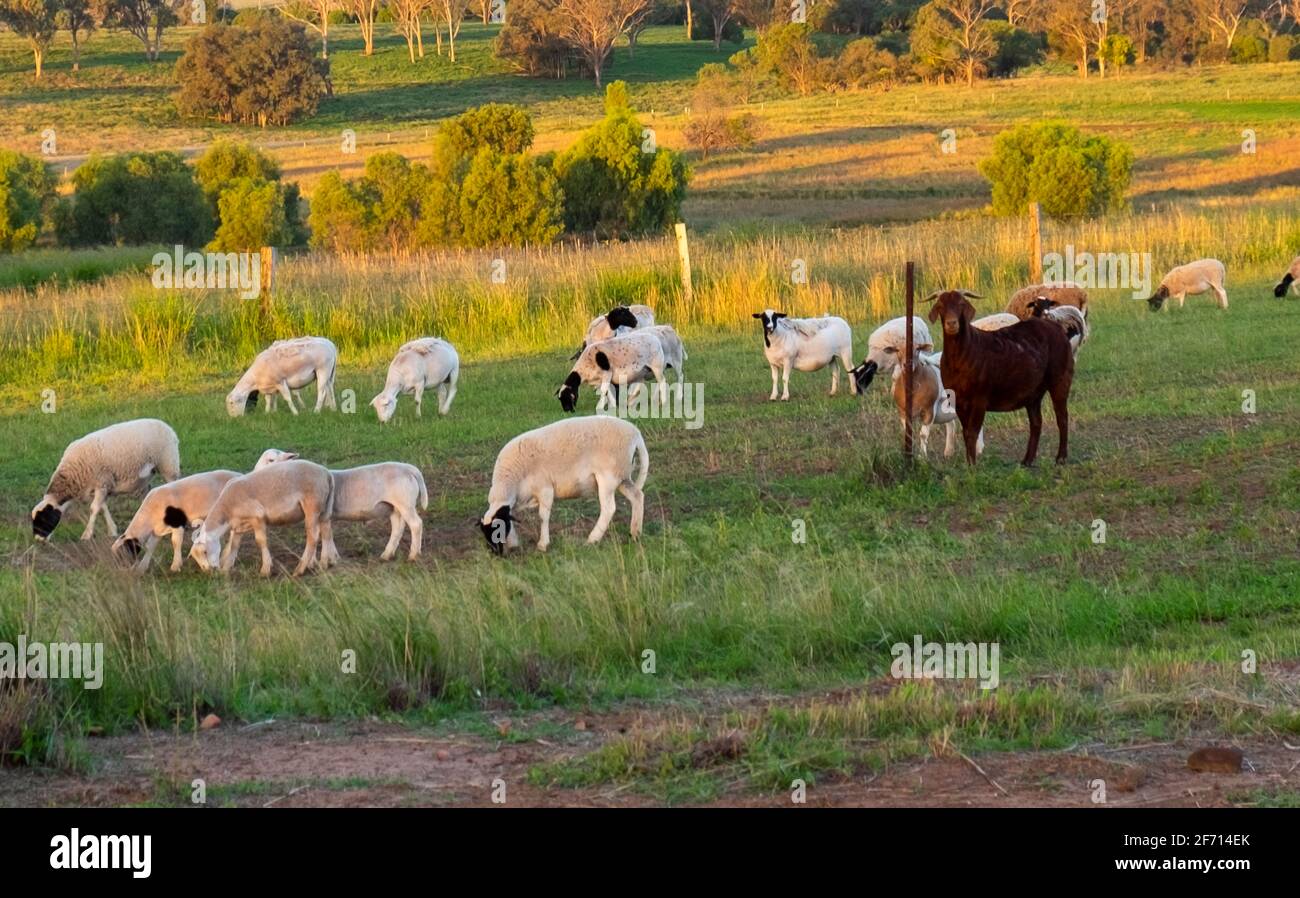 Trip of goats hi-res stock photography and images - Alamy