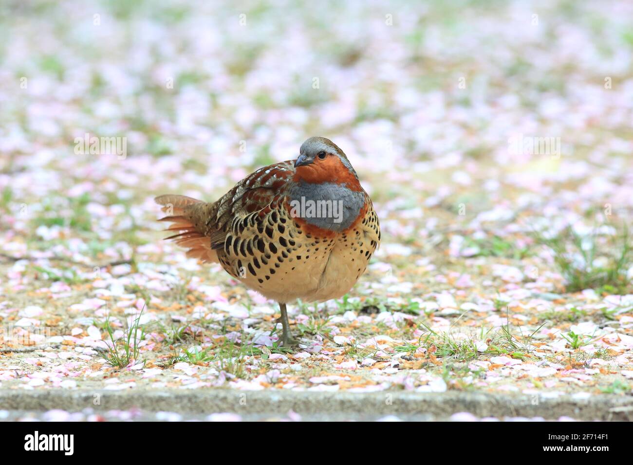 Chinese bamboo partridge (Bambusicola thoracicus thoracicus) male in ...