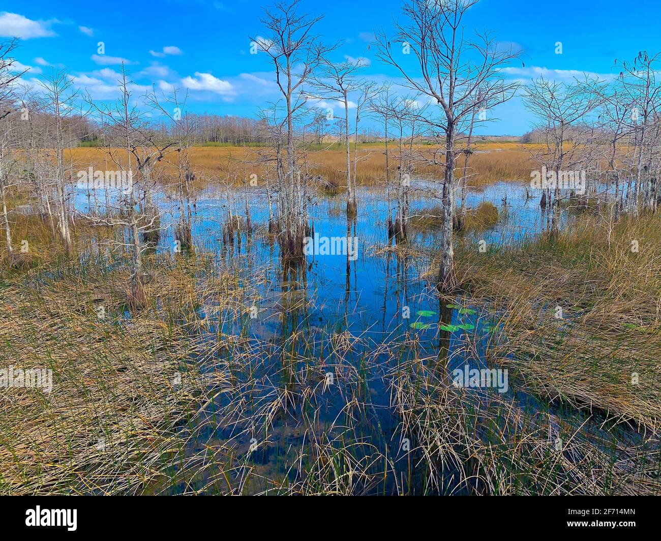 Trees in swamp waters hi-res stock photography and images - Alamy