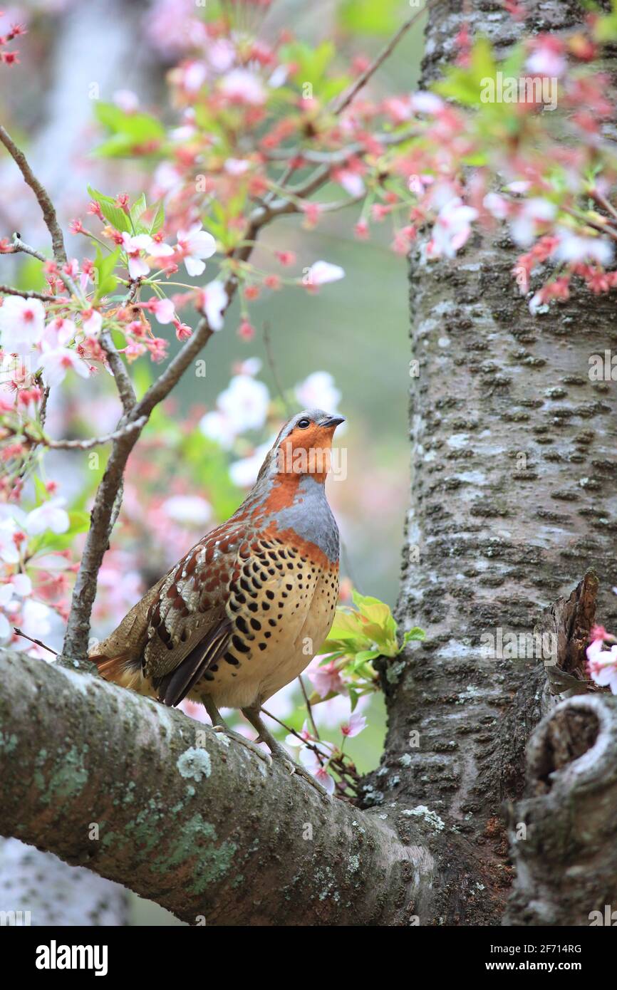 Chinese bamboo partridge (Bambusicola thoracicus thoracicus) male in ...