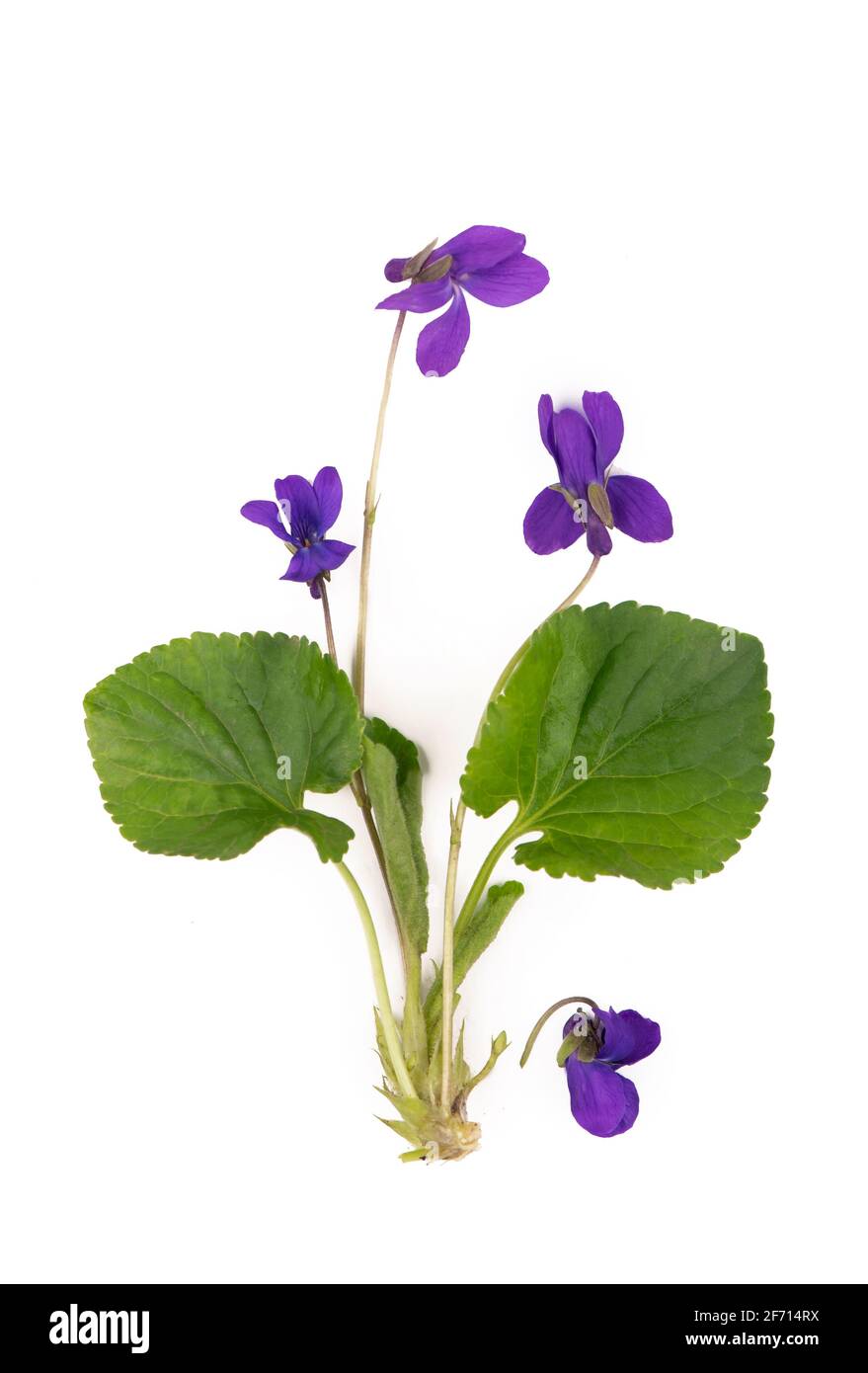 Green leaf and flowers of Wood violet Viola odorata isolated on white ...