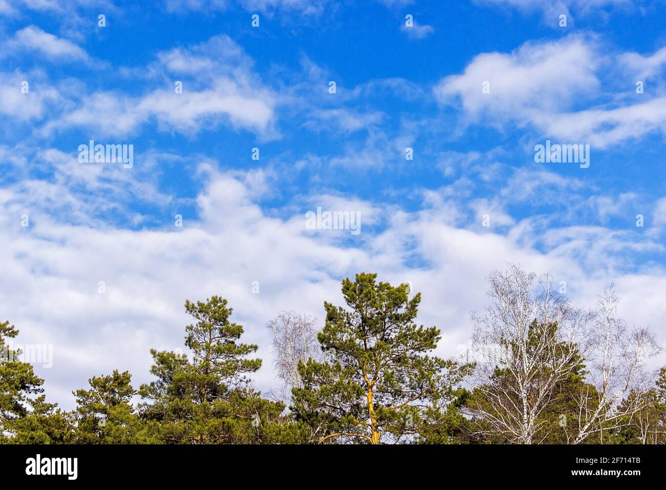 Green trees on blue sky background with clouds Stock Photo - Alamy