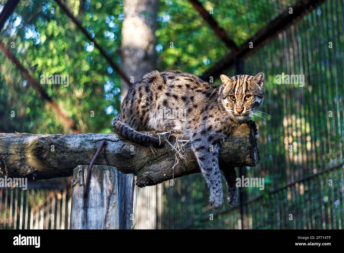 Image with Far eastern forest cat at the zoo Stock Photo - Alamy