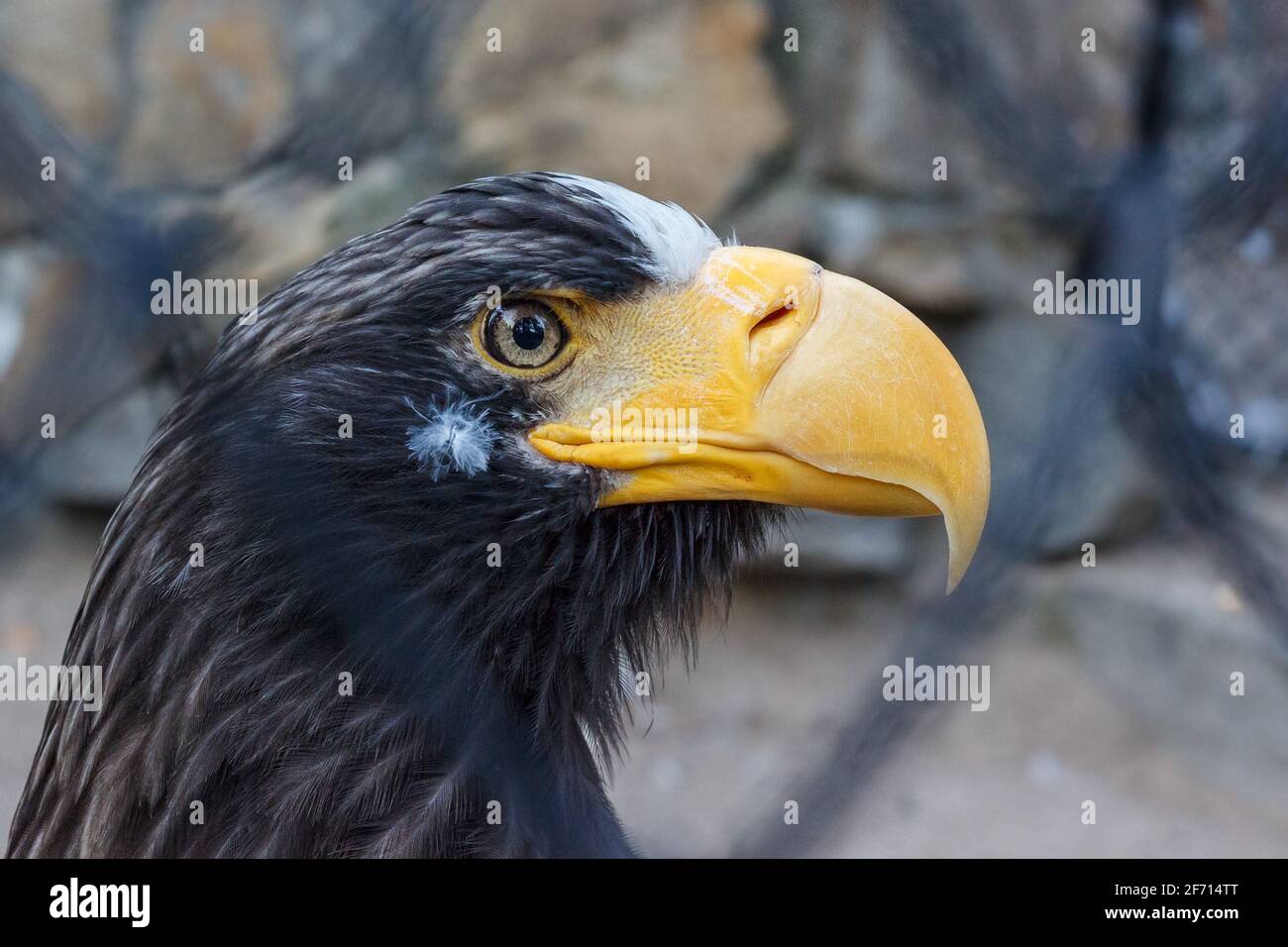 Eagle in a cage at the zoo Stock Photo - Alamy
