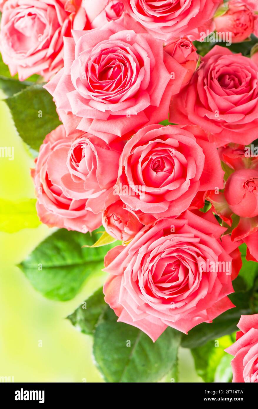 the light pink rose flower bouquet background Stock Photo - Alamy
