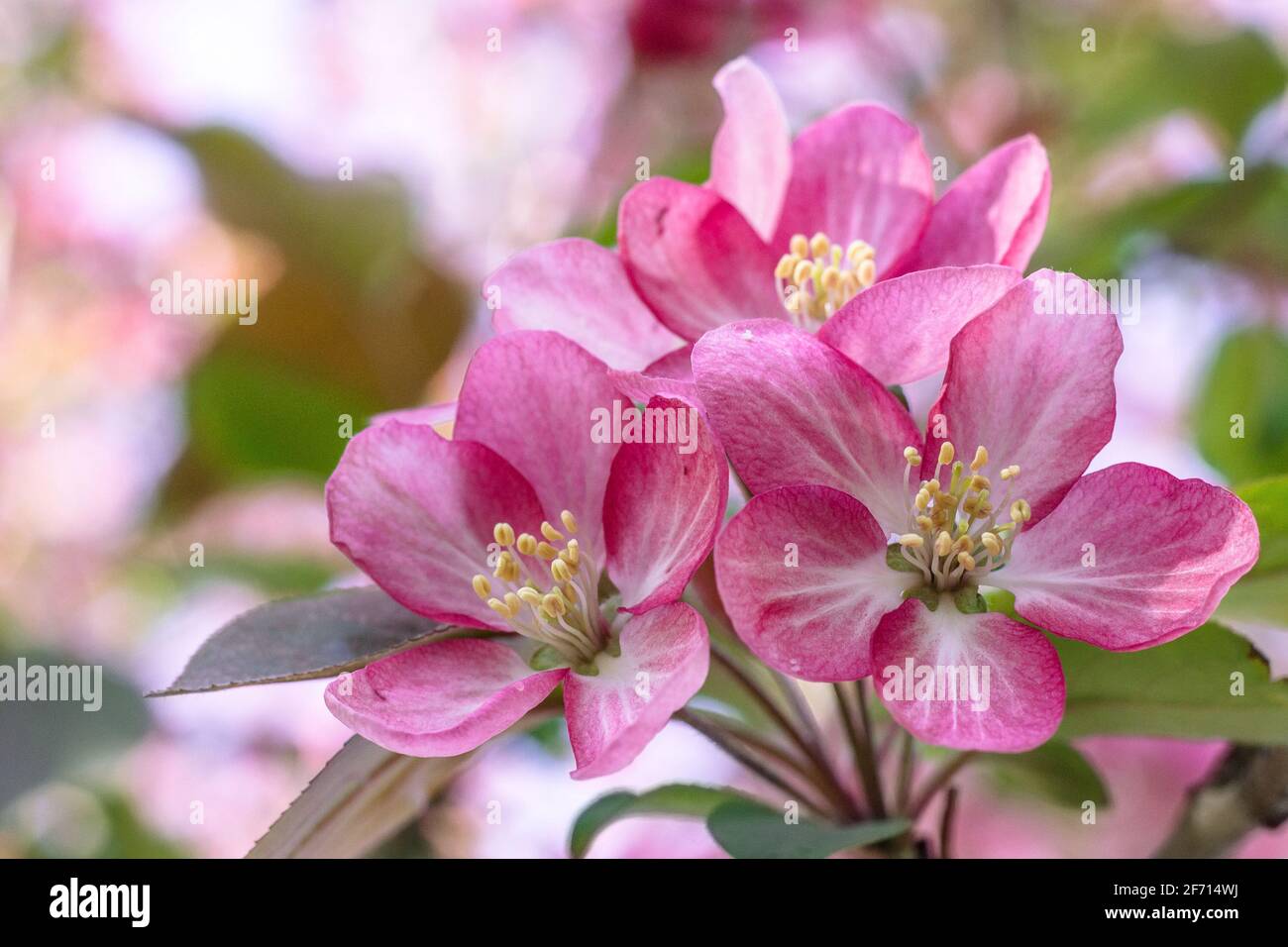 Blossoming pink apple tree hi-res stock photography and images - Alamy