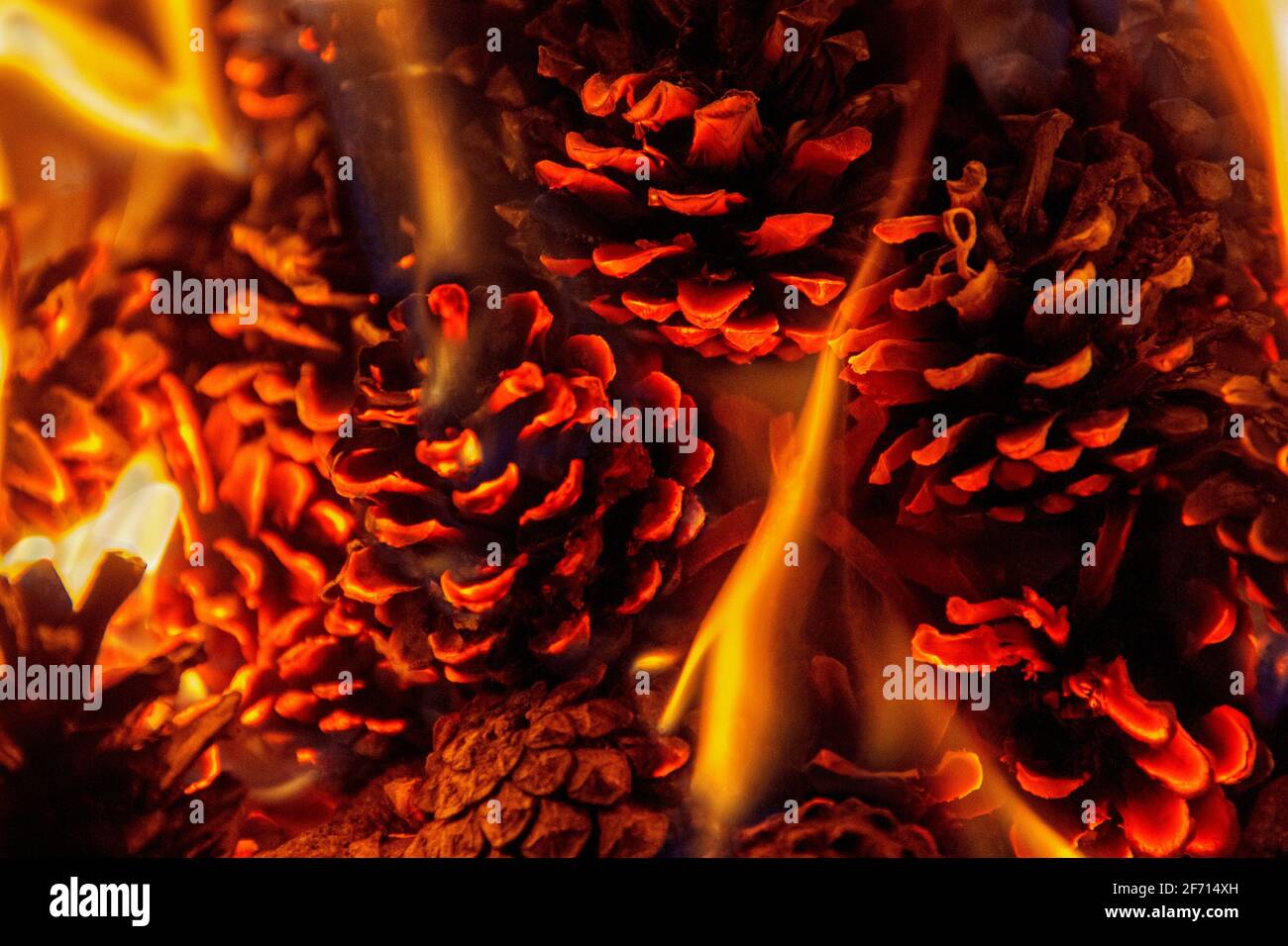 Unusual campfire of pine cones at night in the forest. Siberia. Taiga ...