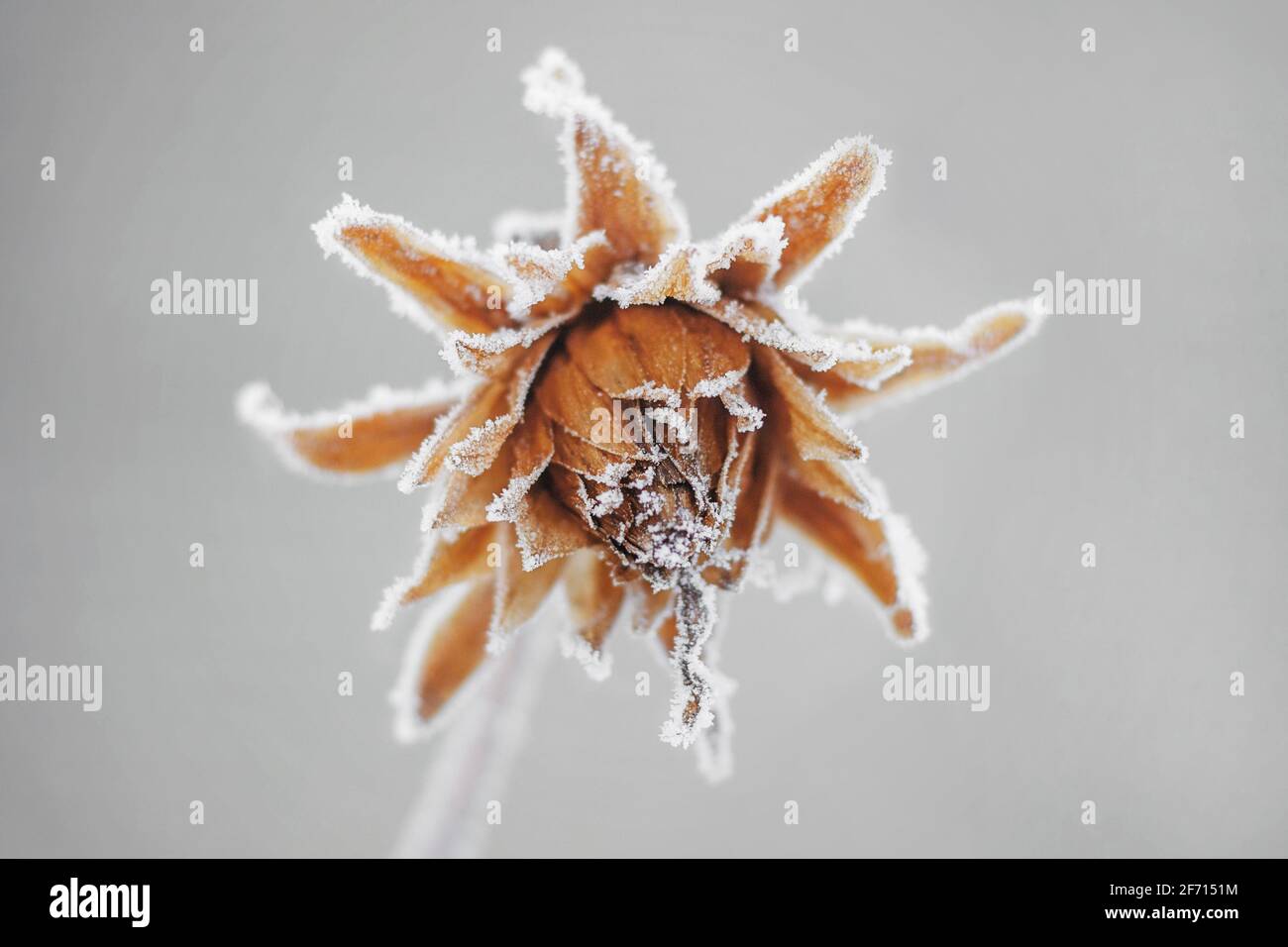Frozen and frosted flower on a gray background in a winter garden Stock ...