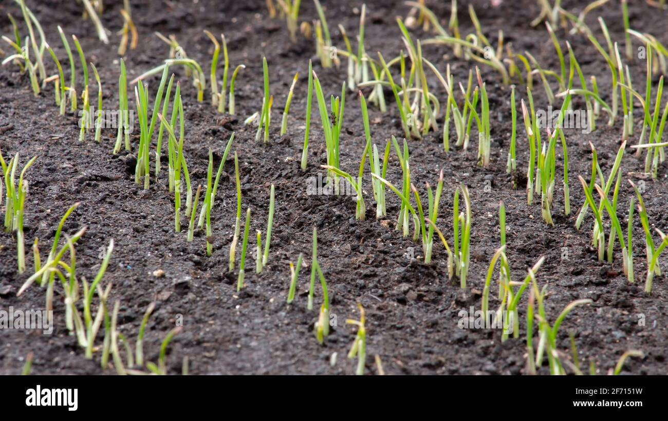Young sprouts of wheat, growing grain crops in the field Stock Photo ...