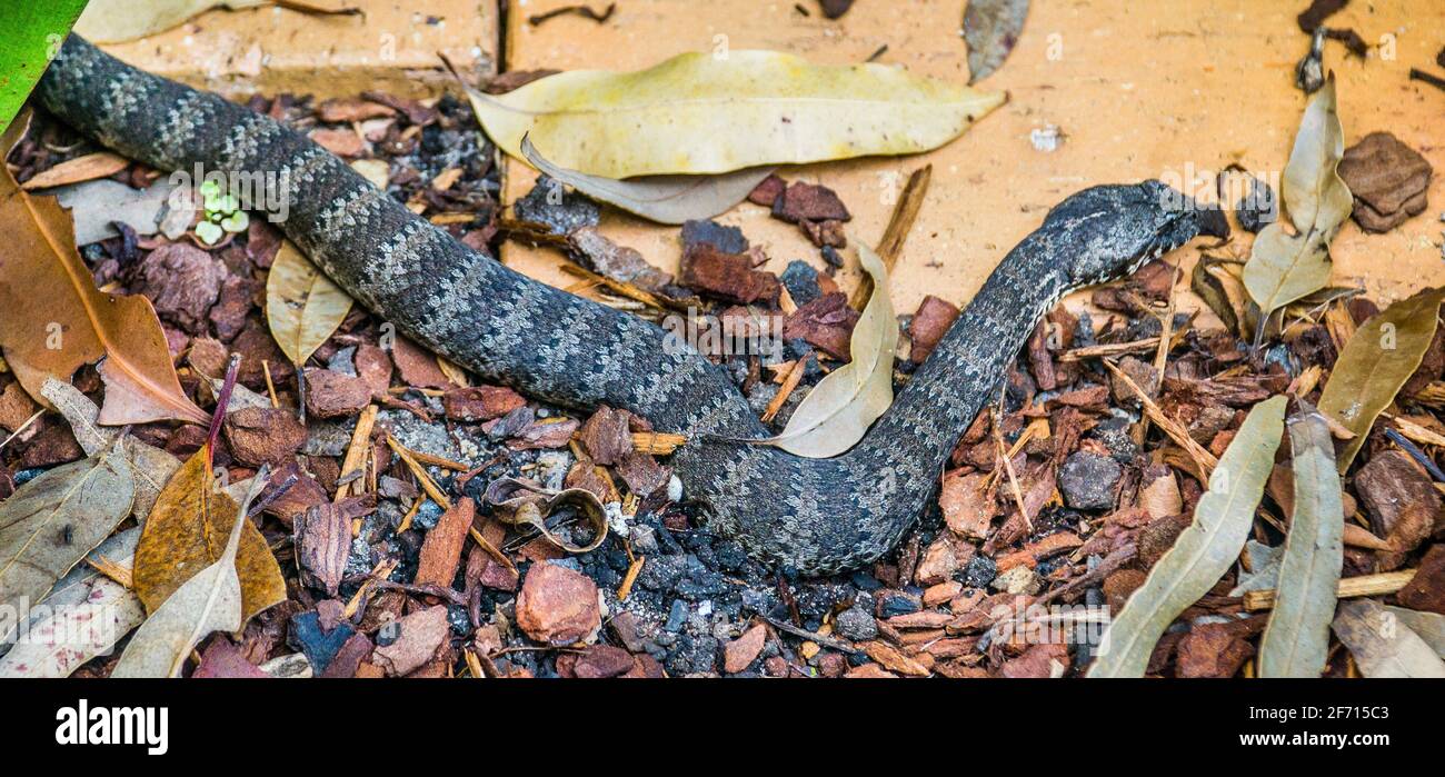 Death adder not puff hi-res stock photography and images - Alamy