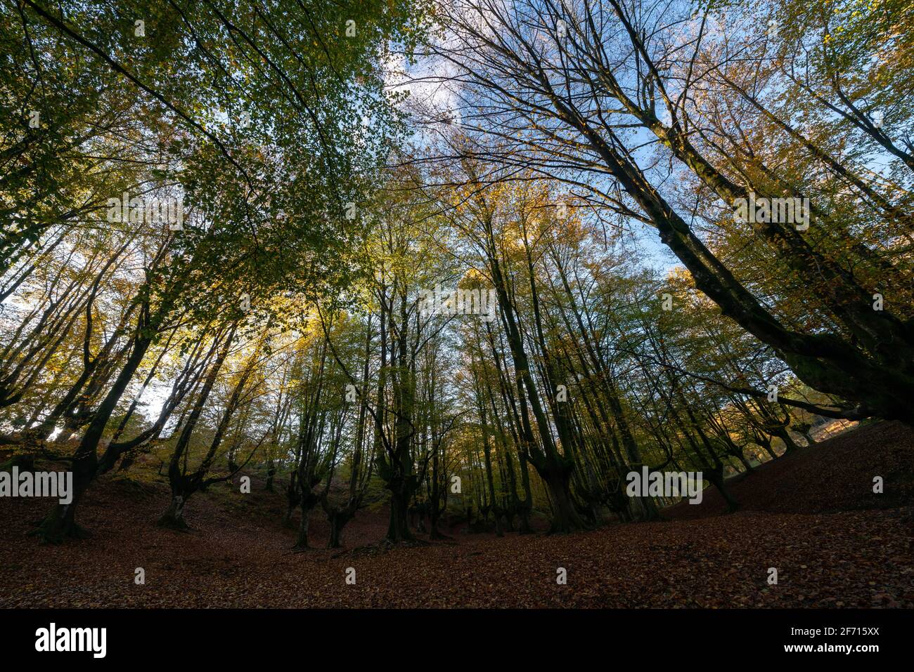 The falling leaves colors the autumn season in the forest. Otzarreta ...