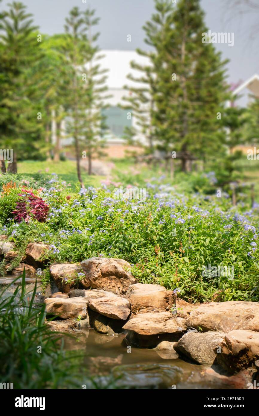 Green small leaves of conifer branch in lush garden, stock photo Stock ...