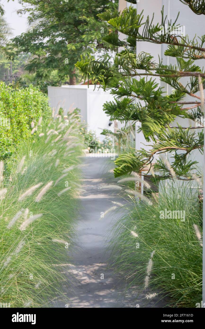 Green small leaves of conifer branch in lush garden, stock photo Stock ...