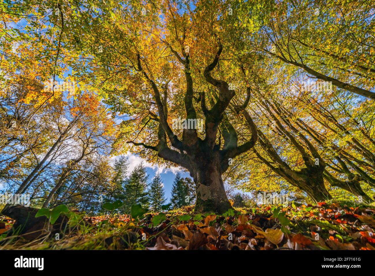 The falling leaves colors the autumn season in the forest. Otzarreta ...