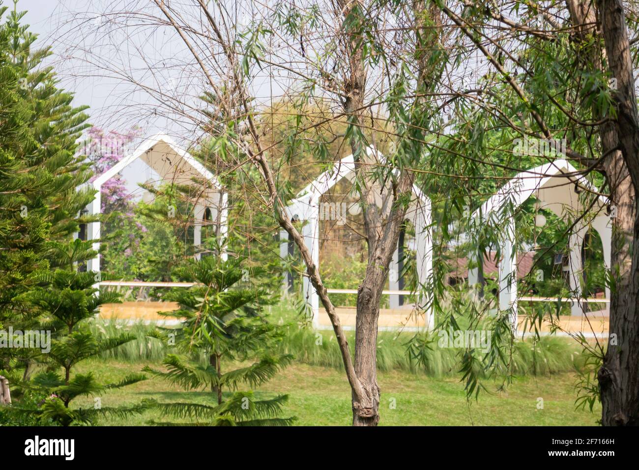 Green small leaves of conifer branch in lush garden, stock photo Stock ...