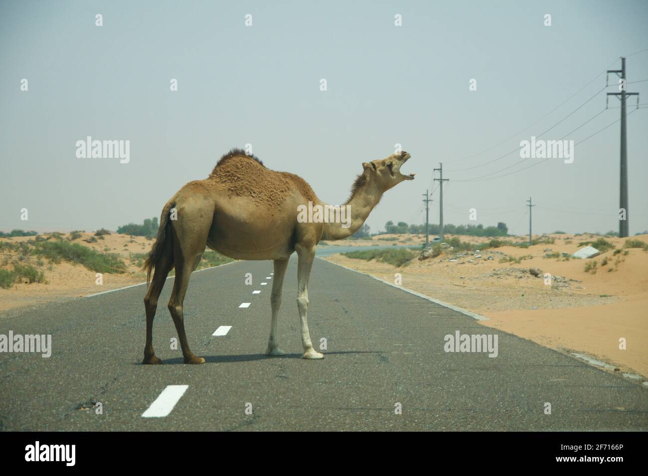 Camel crossing road dubai hi-res stock photography and images - Alamy