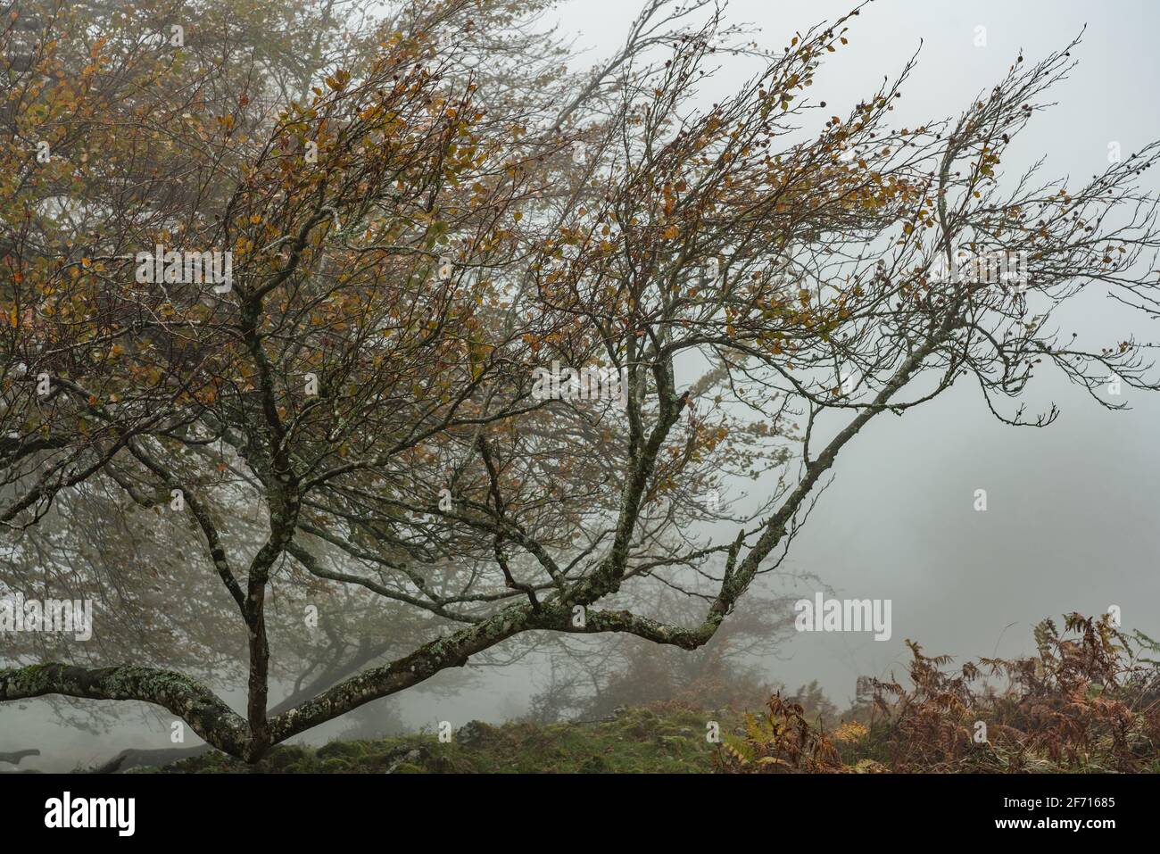 Spanish forrest hi-res stock photography and images - Alamy