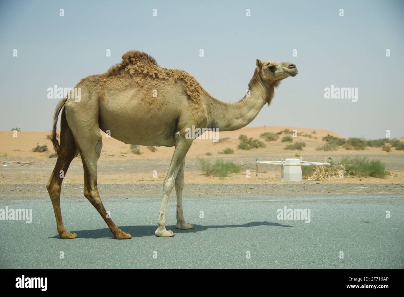 DUBAI, UNITED ARAB EMIRATES - JUN 16, 2019: Wild dromedary or adult ...
