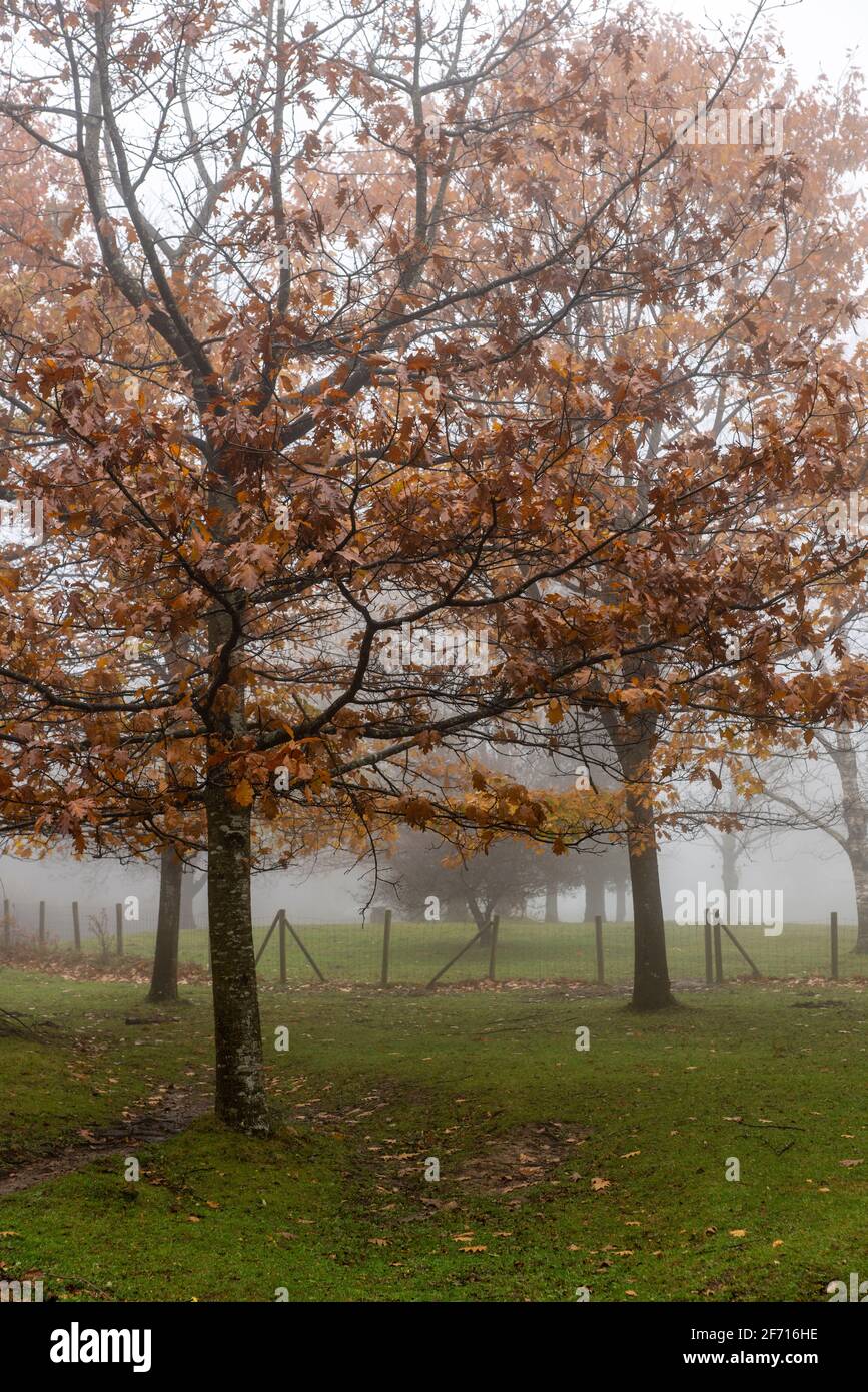 The falling leaves colors the autumn season in the forest. Otzarreta ...